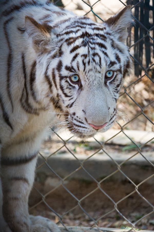 Sad tiger stock photo. Image of rare, large, striped - 36461938