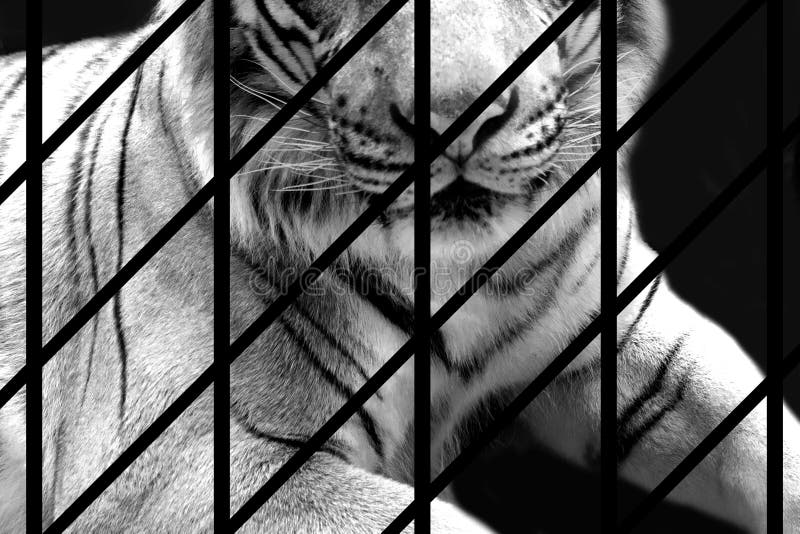 Sad tiger in prison stock image. Image of rescue, rare - 181048215