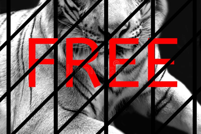 Sad tiger in prison stock photo. Image of rescue, danger - 181048228