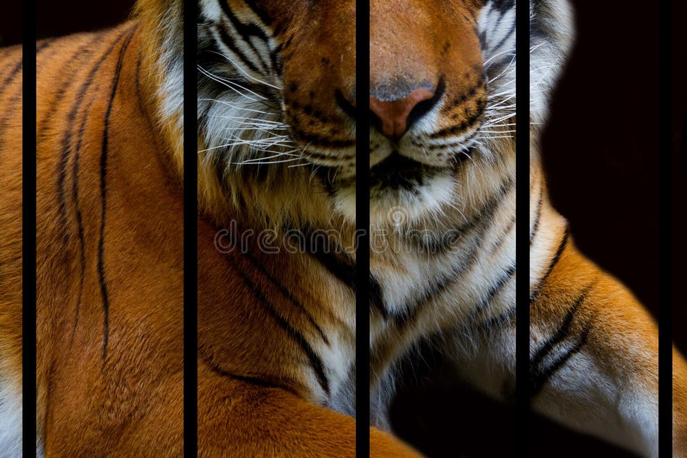 Sad tiger in prison stock photo. Image of predator, cage - 181048284