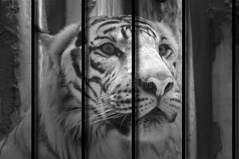 Sad tiger in prison stock photo. Image of mammal, white - 181049906