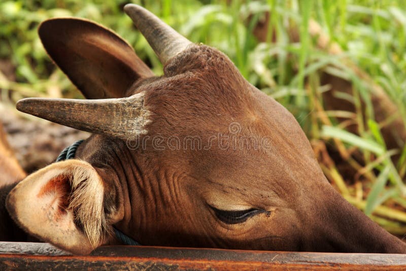 Sad tired cow. stock image. Image of island, lies, lonely - 14487033