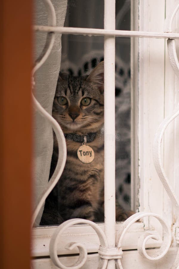1,693 Sad Cat Window Stock Photos - Free & Royalty-Free Stock Photos ...