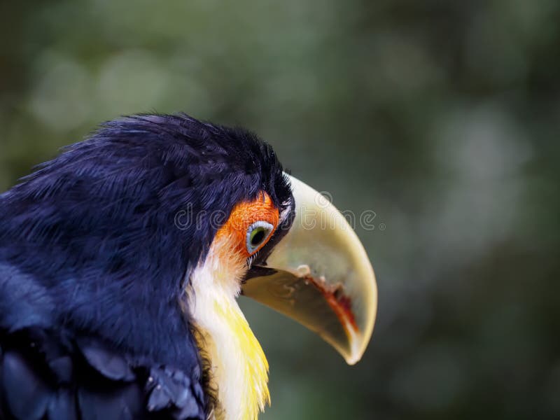 Sad Toucan stock photo. Image of birds, condition, falls - 295628130