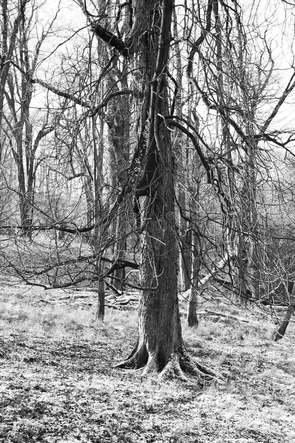 Sad tree stock image. Image of tree, grey, sadness, shades - 79193617