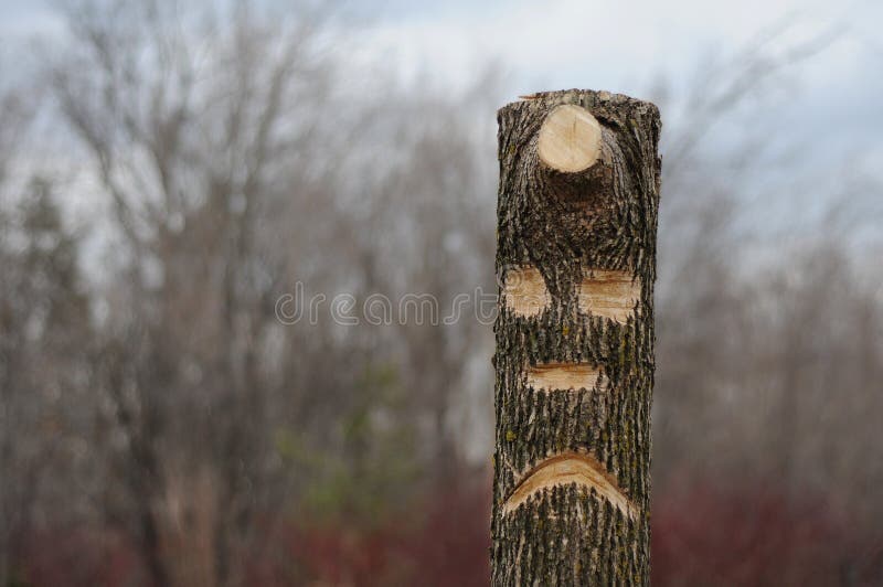 Sad Tree stock photo. Image of depressed, bark, stump - 39945136