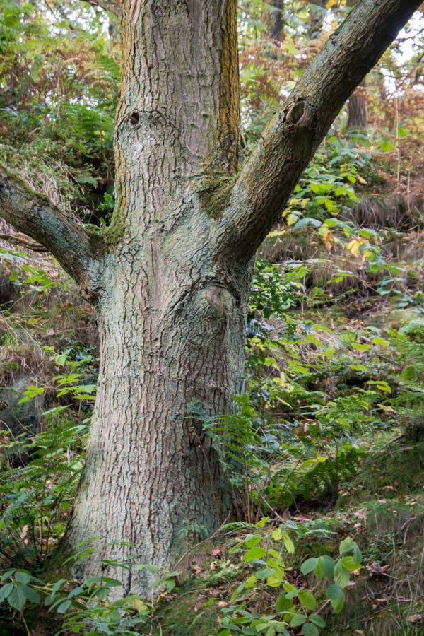 Sad tree in a forest stock photo. Image of wood, face - 120007618