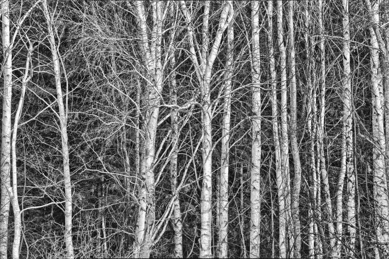 Sad trees on a rainy day stock image. Image of trees - 240138687