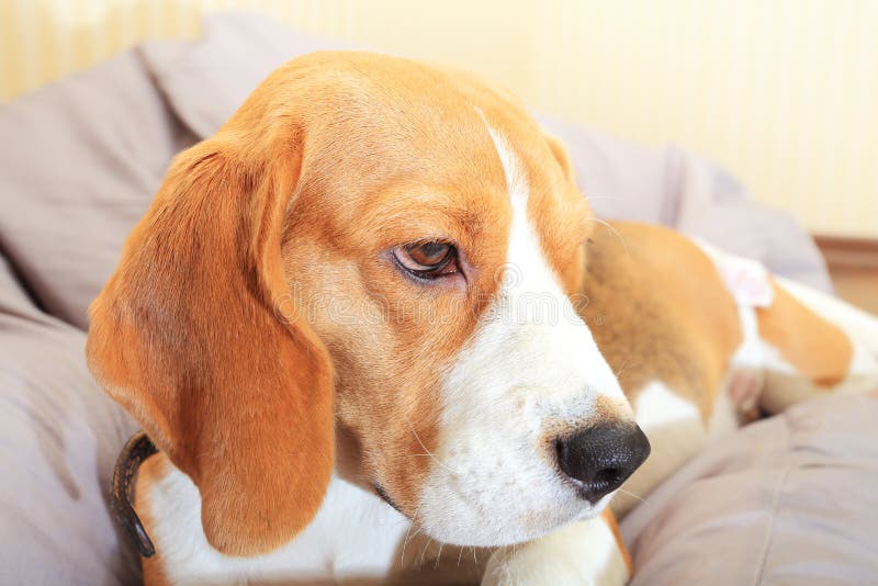 Sad Unhappy Beagle Dog Alone Stock Photo - Image of horizontal, white ...