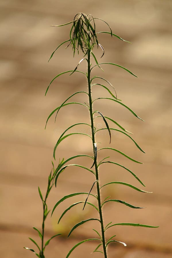 Sad weed stock photo. Image of twisting, curving, unsought - 2913492