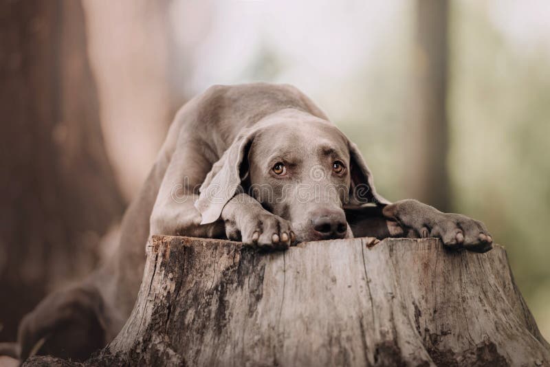 Sad Weimaraner Dog Posing on a Cut Down Tree Outdoors Stock Image ...