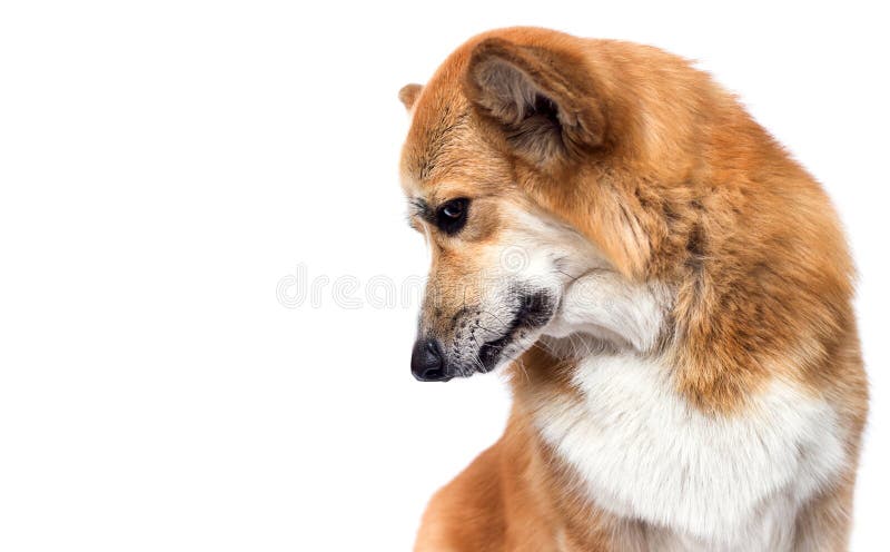 Why Do Dogs Look Guilty