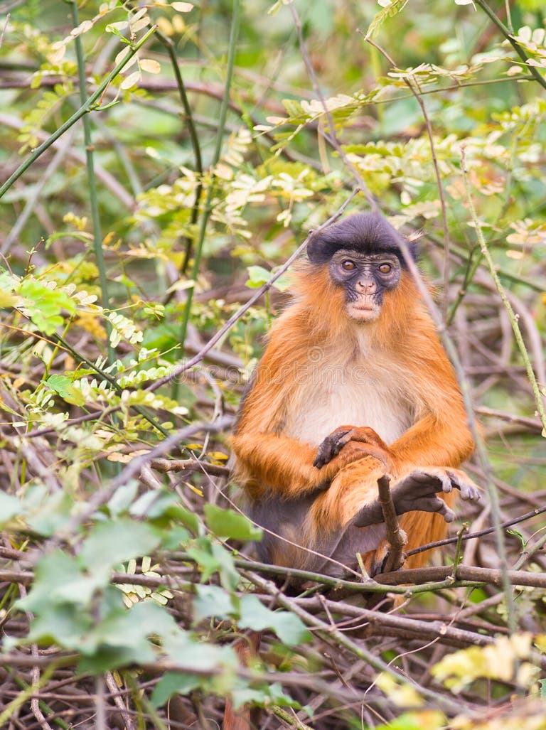 110 Long Haired Monkey Stock Photos - Free & Royalty-Free Stock Photos ...