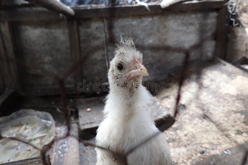 Sad White Caged Chicken in an Empty Enclosure Stock Image - Image of ...