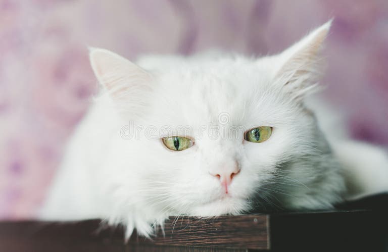 Sad white cat stock image. Image of snout, mammal, persian - 87613421