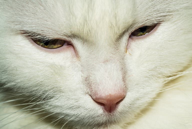 Sad white cat stock image. Image of grooming, claws - 105304673