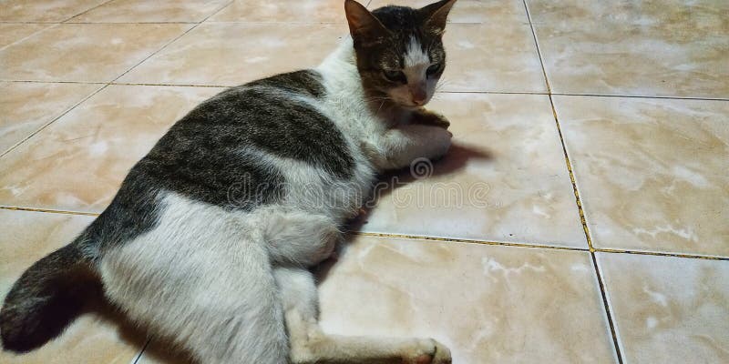 Sad white cat on the wall stock photo. Image of carnivore - 207069840