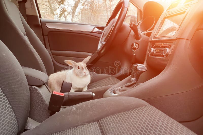 57 Rabbit Driving Photos - Free & Royalty-Free Stock Photos from Dreamstime
