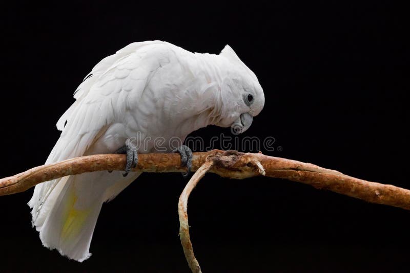 A Sad White Parrot with a Tuft Sits on a Branch Against a Dark ...