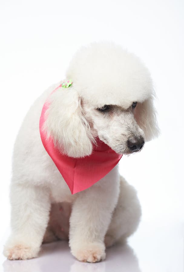 358 Sad White Poodle Dog Stock Photos - Free & Royalty-Free Stock ...
