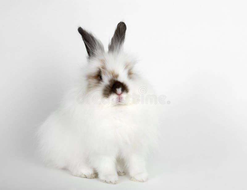 White rabbit on walk stock photo. Image of portrait, green - 13536062
