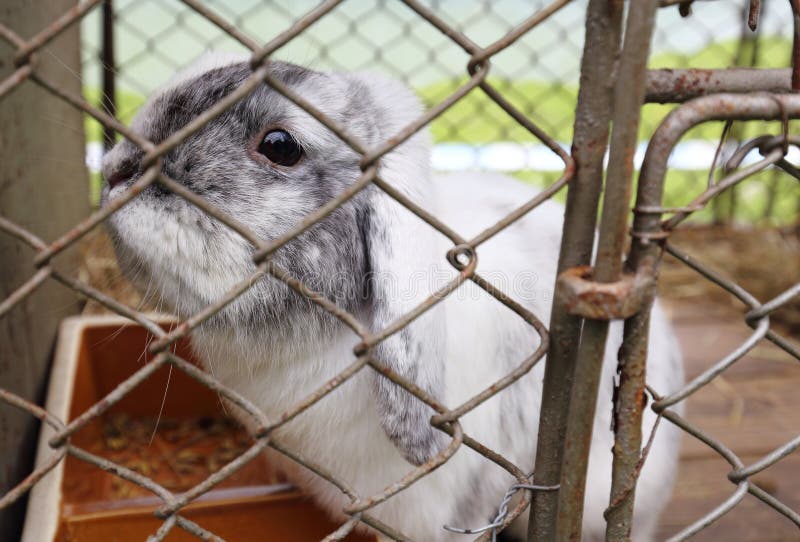 Sad Bunny Stock Photos - Download 601 Royalty Free Photos