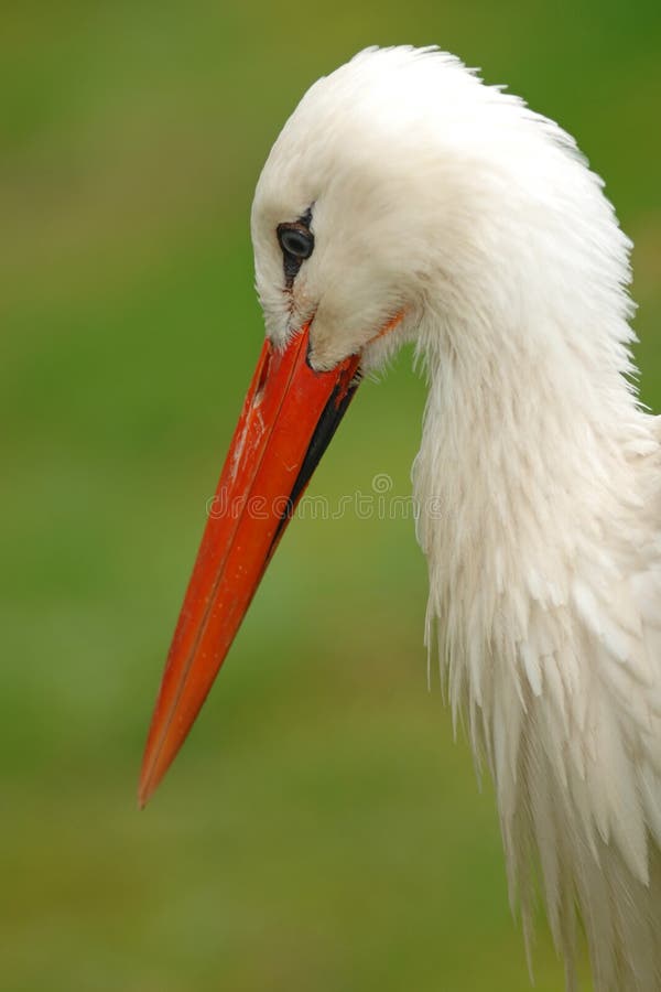 Sad white stork stock image. Image of africa, animal - 10064279