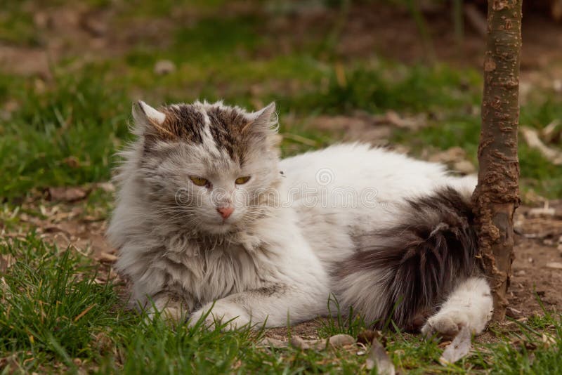 Sad white stray cat stock image. Image of white, dirty - 141739661