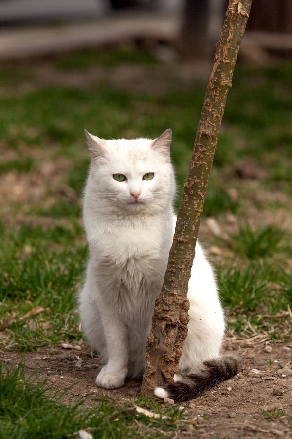 14,262 Sad White Cat Photos - Free & Royalty-Free Stock Photos from ...