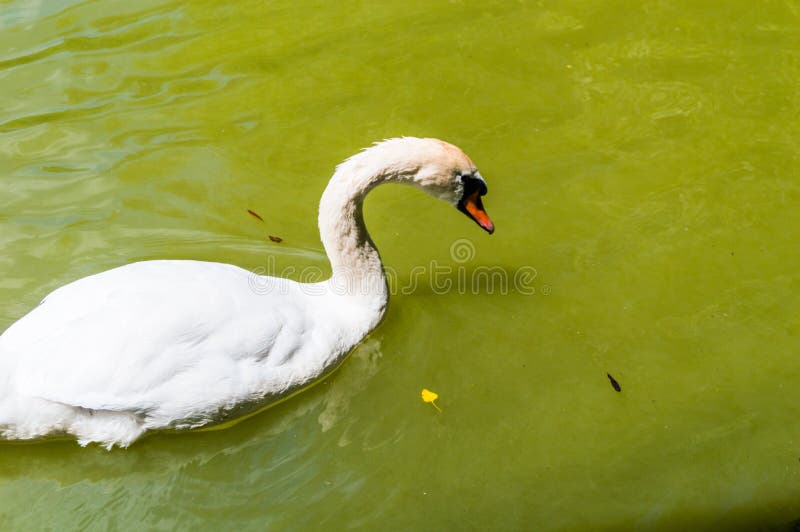 Sad white swan on the lake stock photo. Image of pond - 154890206