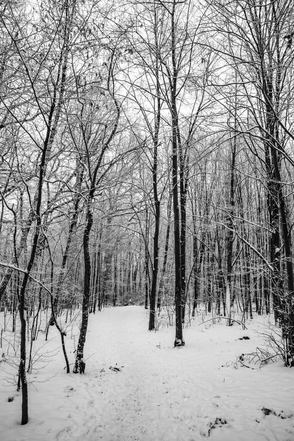 Sad Winter White-black Landscape with Trees in the Snow in January ...