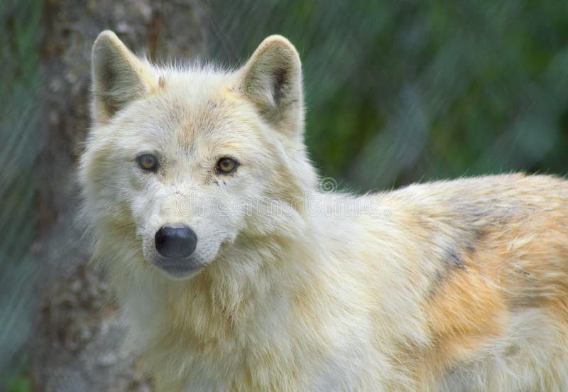 Sad wolf stock image. Image of enclosure, wolf, cage - 80473451