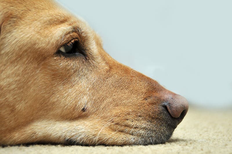 Sad Yellow Lab Laying on Carpet Stock Photo - Image of exhaustion ...