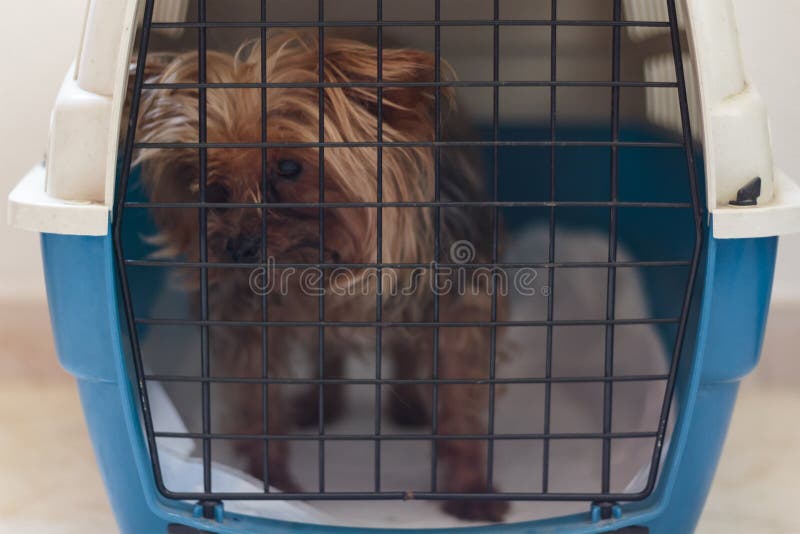 Sad Dog Inside Carrier Cage Stock Photo - Image of safe, senior: 158889084
