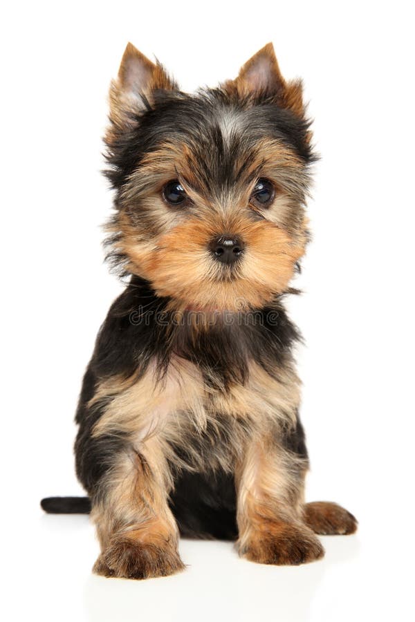 683 Sad Yorkshire Terrier Puppy Dog Stock Photos - Free & Royalty-Free ...