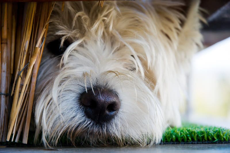 Sad young terrier stock image. Image of fence, looking - 3721803