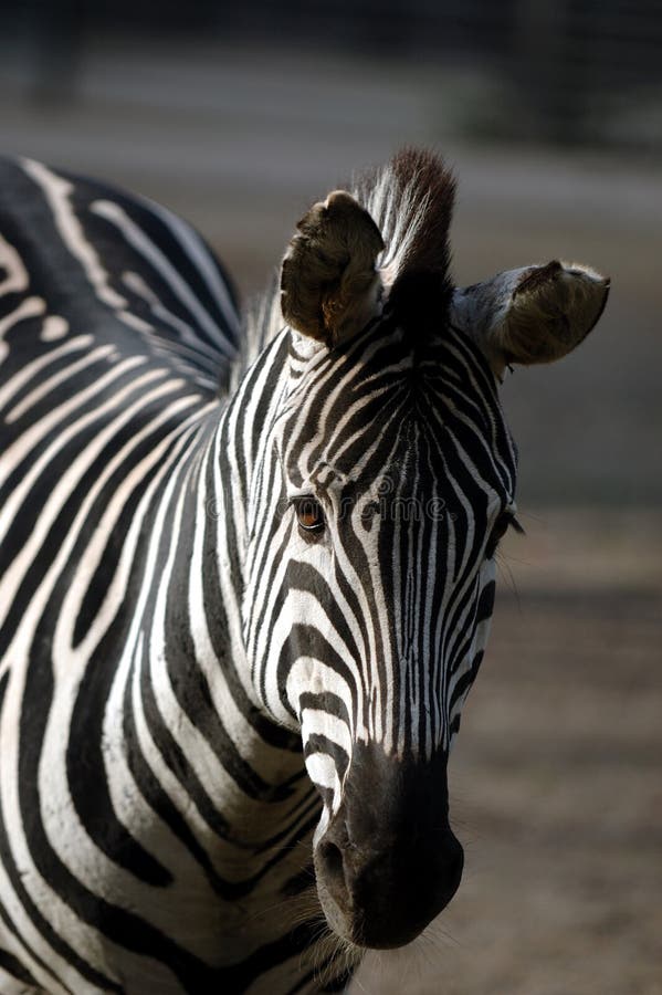 Sad zebra stock photo. Image of outdoor, fauna, exotic - 1854474