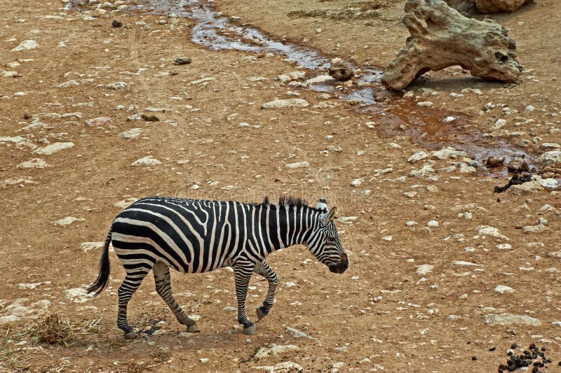 Sad zebra stock photo. Image of outdoor, fauna, exotic - 1854474