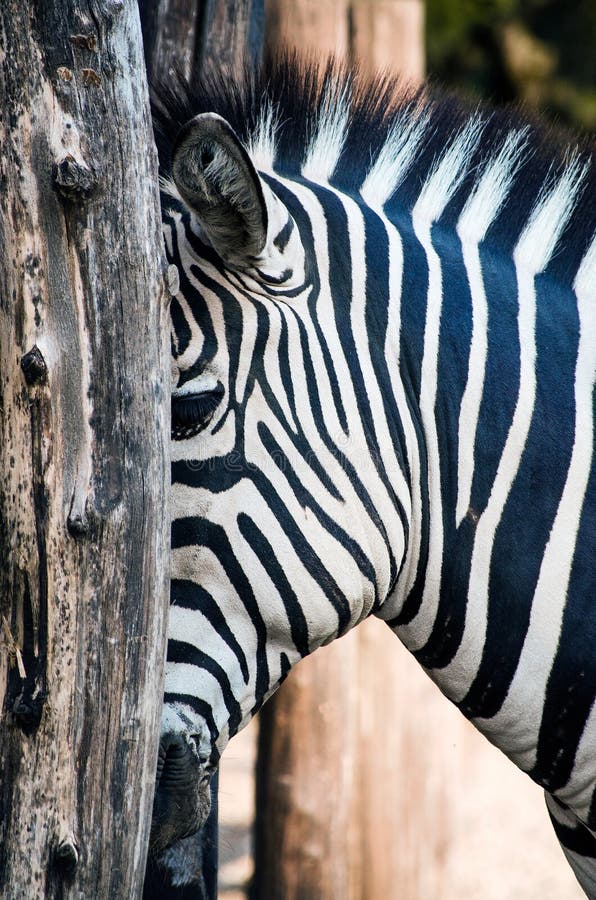 Sad zebra portrait in zoo stock image. Image of animal - 185778121