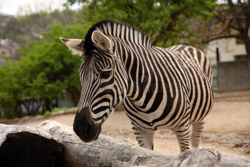 Sad zebra stock photo. Image of stripes, wild, beautiful - 260656528