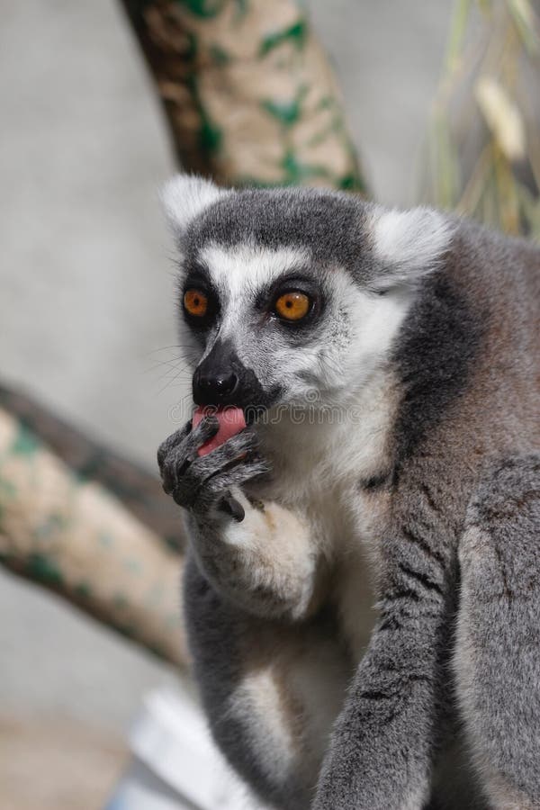 Limur stock photo. Image of rest, wildlife, limur - 114891604