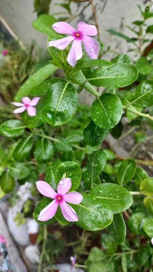 Sada bahar plant stock image. Image of plant, flower - 294469009