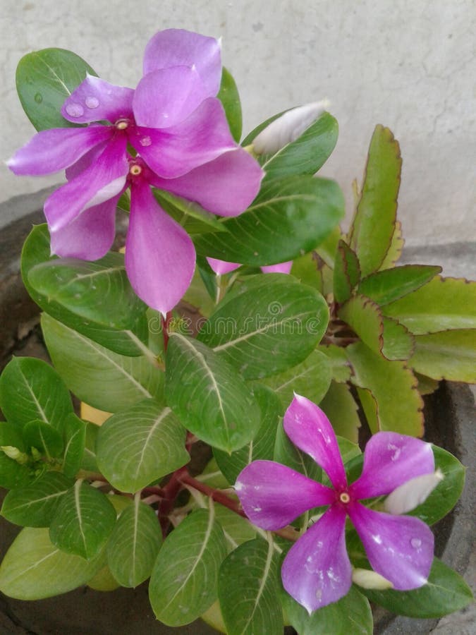 Sadabahar plant stock photo. Image of remedy, plant, sadabahar - 95230170