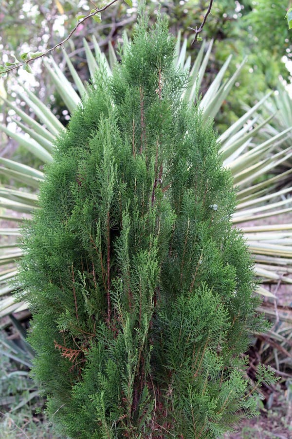 Sadabahar Portrait in Bastar Hat Stock Photo - Image of area, focus ...