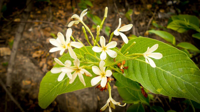 White Sadabahar Catharanthus Roseus Plant Flowers Stock Photo Stock ...