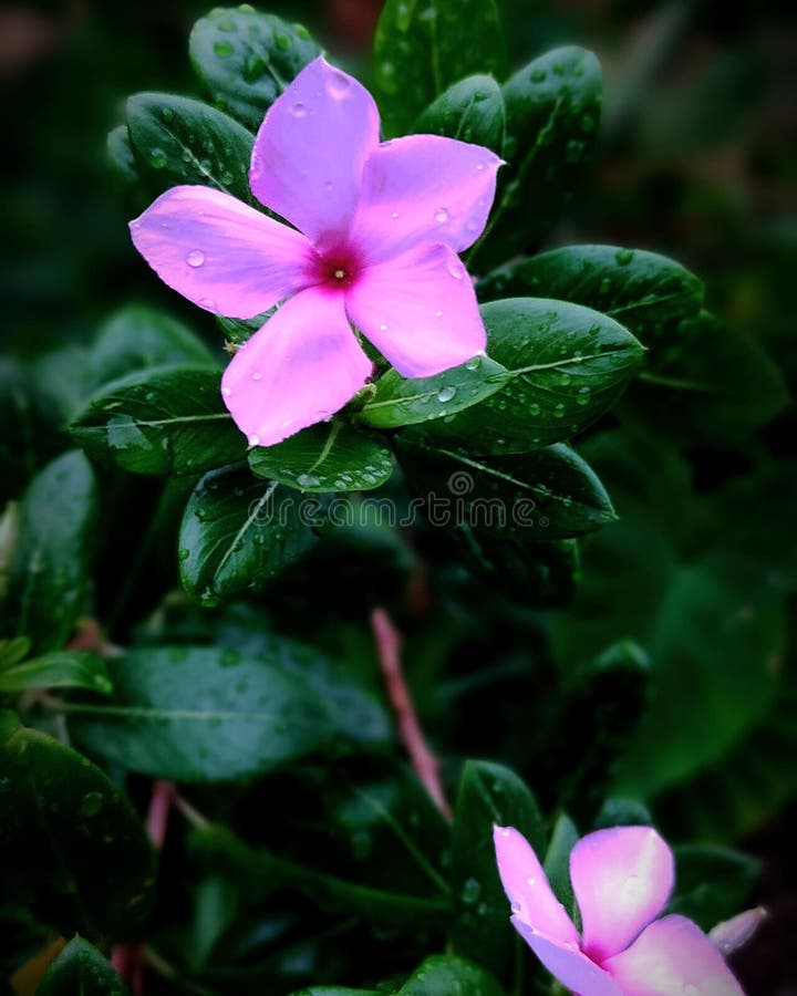 Sadabhare Flowers Stock Photos - Free & Royalty-Free Stock Photos from ...
