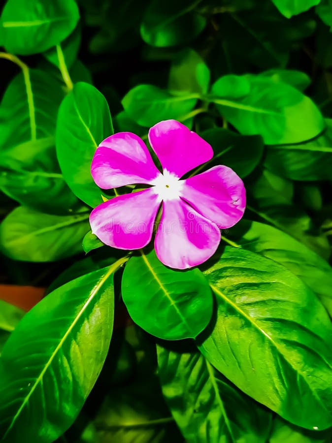 Sadafuli Stock Photos - Free & Royalty-Free Stock Photos from Dreamstime