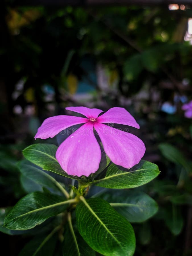 Sadafuli Flower Beauty in Nature Konkan Stock Photo - Image of flower ...