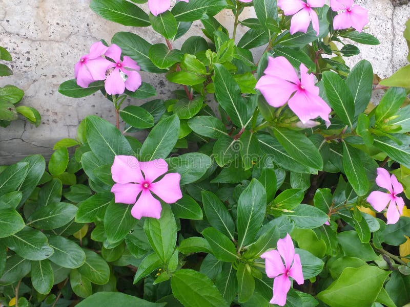 Sadafuli flowers # stock image. Image of tulip, rose - 191540259