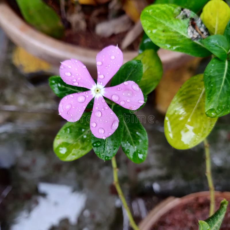 Sadafuli Flower Stock Photos - Free & Royalty-Free Stock Photos from ...